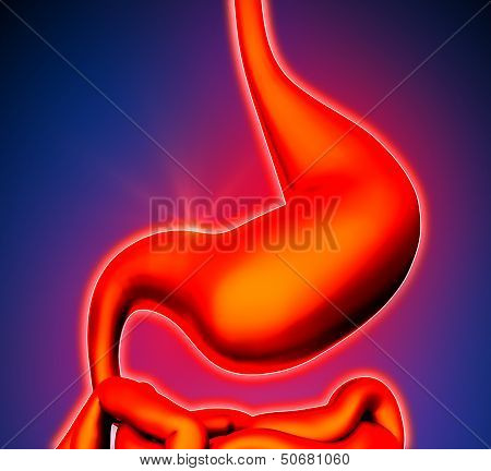 Stomach - Internal Image & Photo (Free Trial) | Bigstock