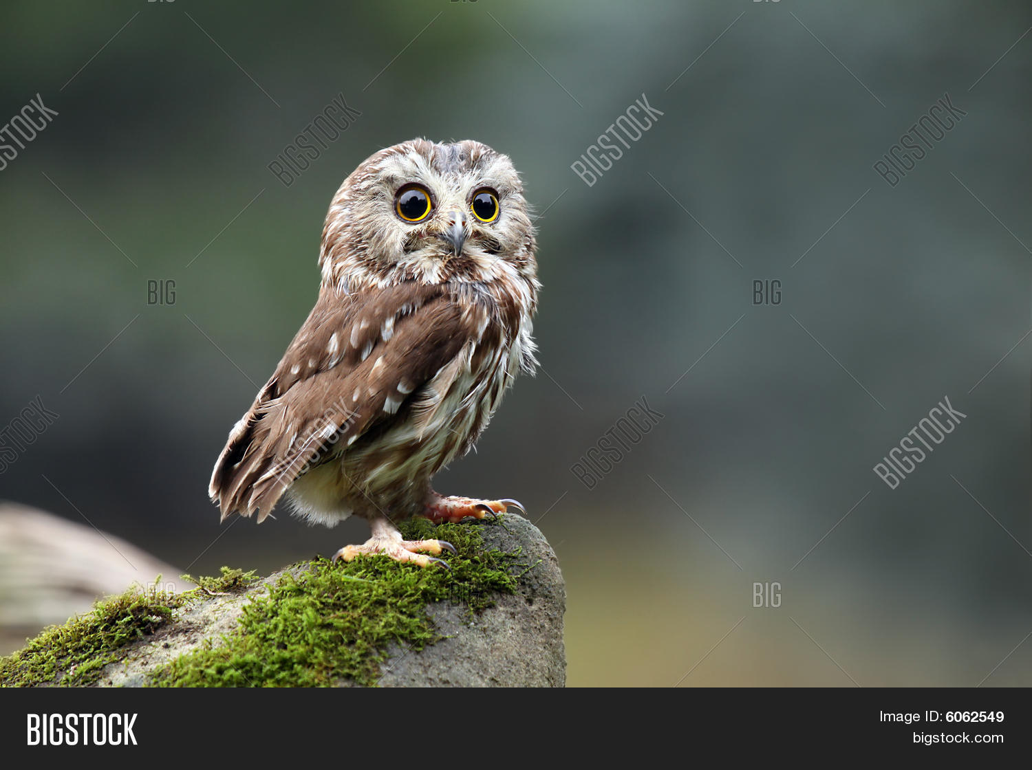 Northern Saw-Whet Owl Image & Photo (Free Trial) | Bigstock
