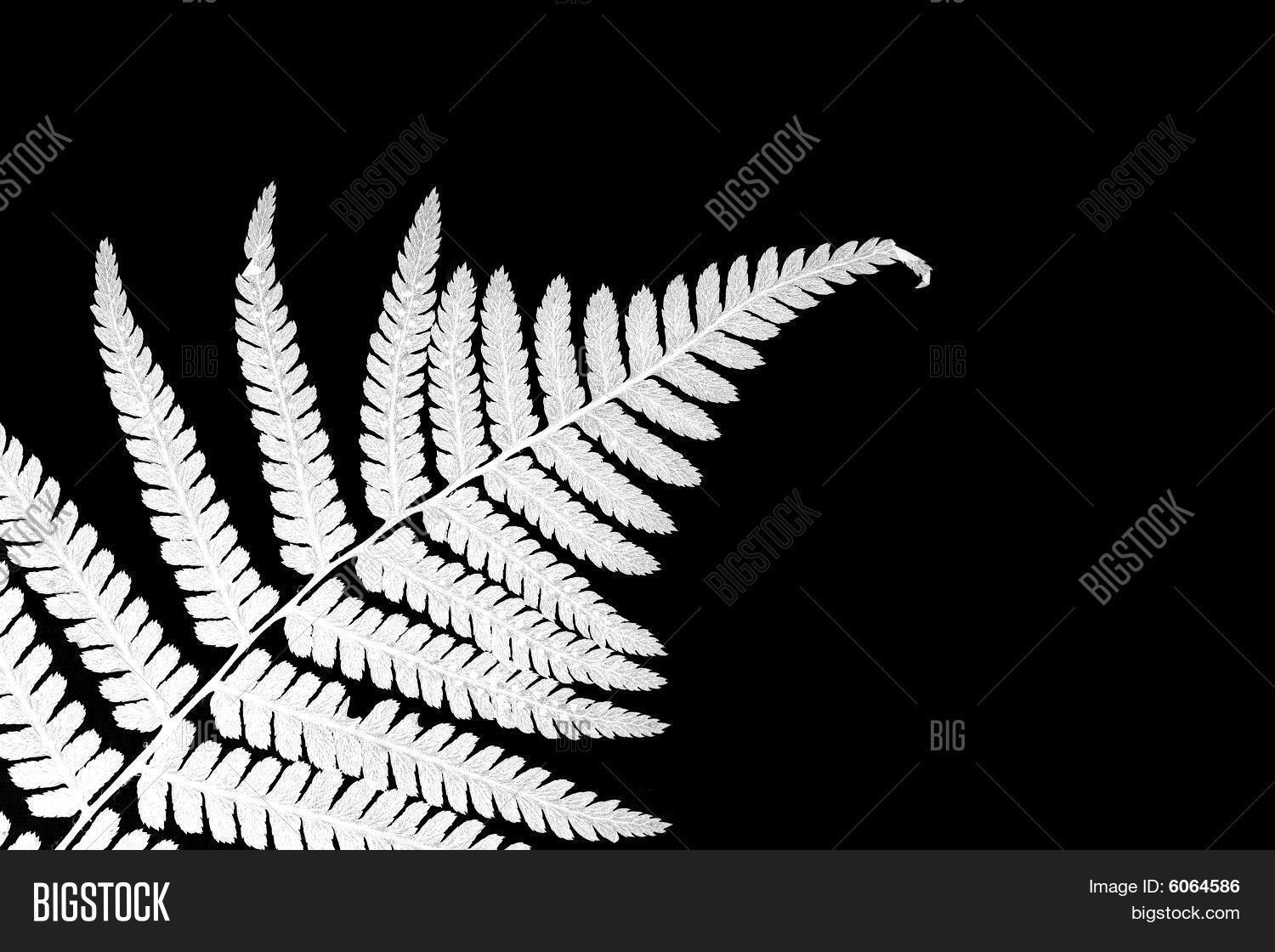 White Fern On Black Image & Photo (Free Trial) | Bigstock