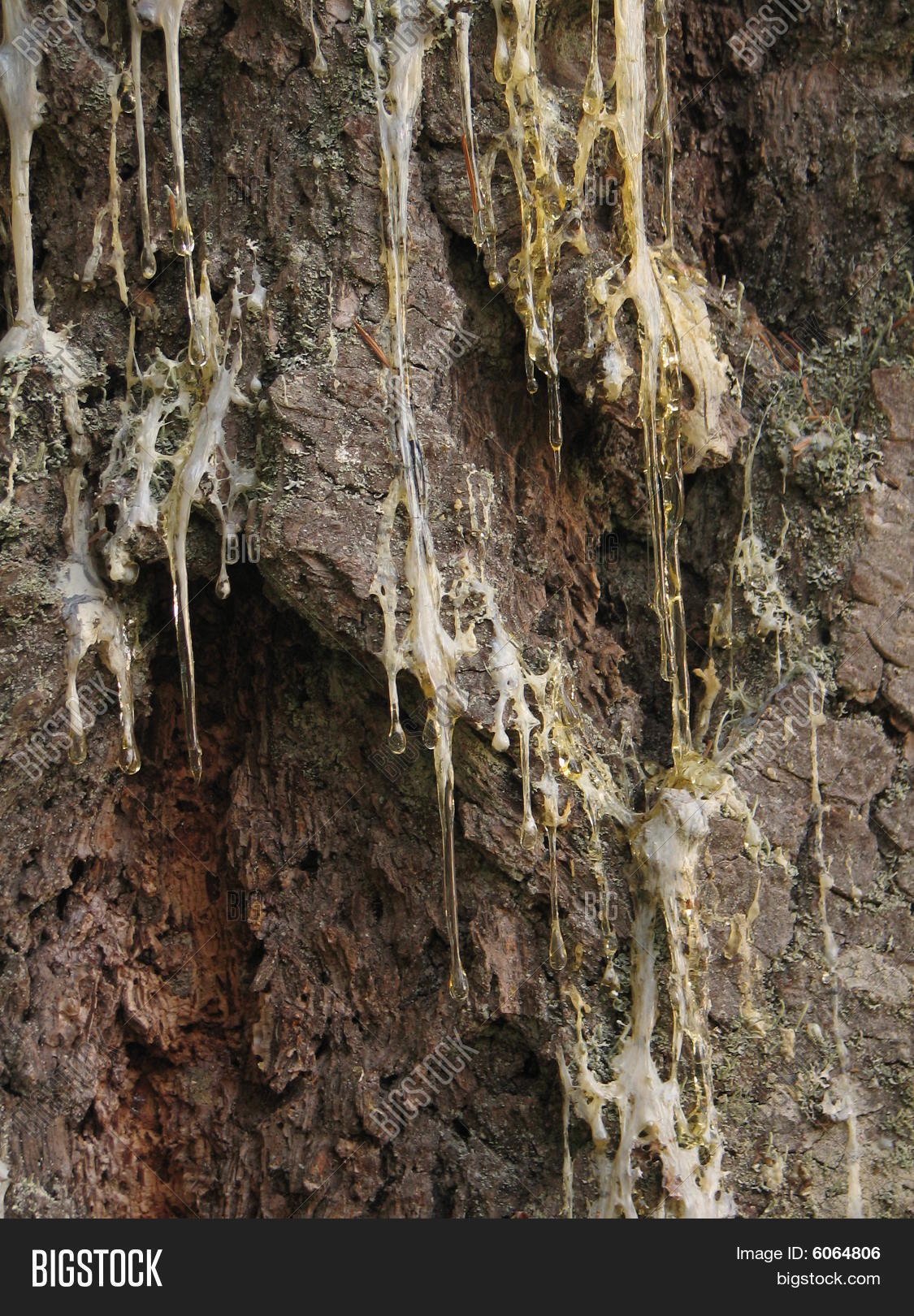 Evergreen Bark Image & Photo (Free Trial) | Bigstock