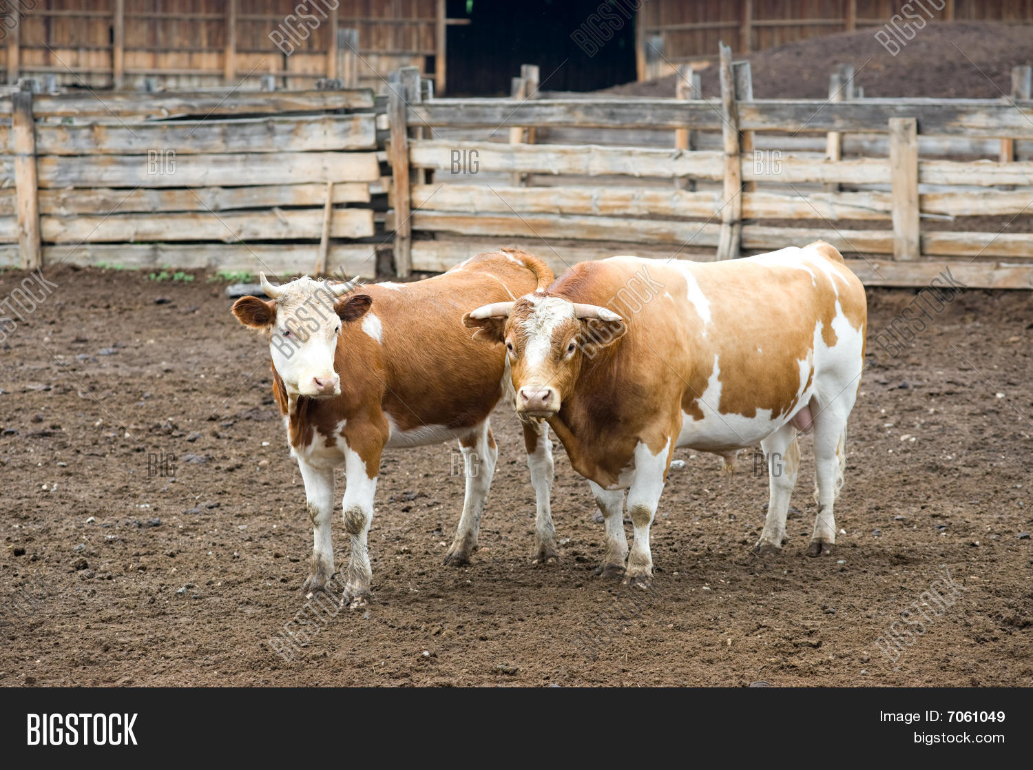 Bovine Couple Image & Photo (Free Trial) | Bigstock