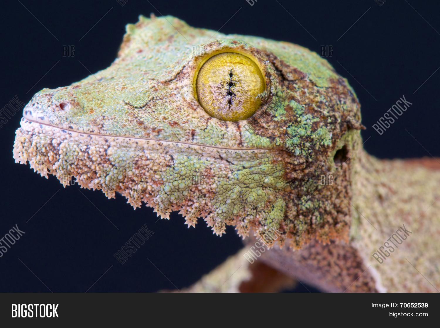 Leaf-tailed Gecko / Image & Photo (Free Trial) | Bigstock