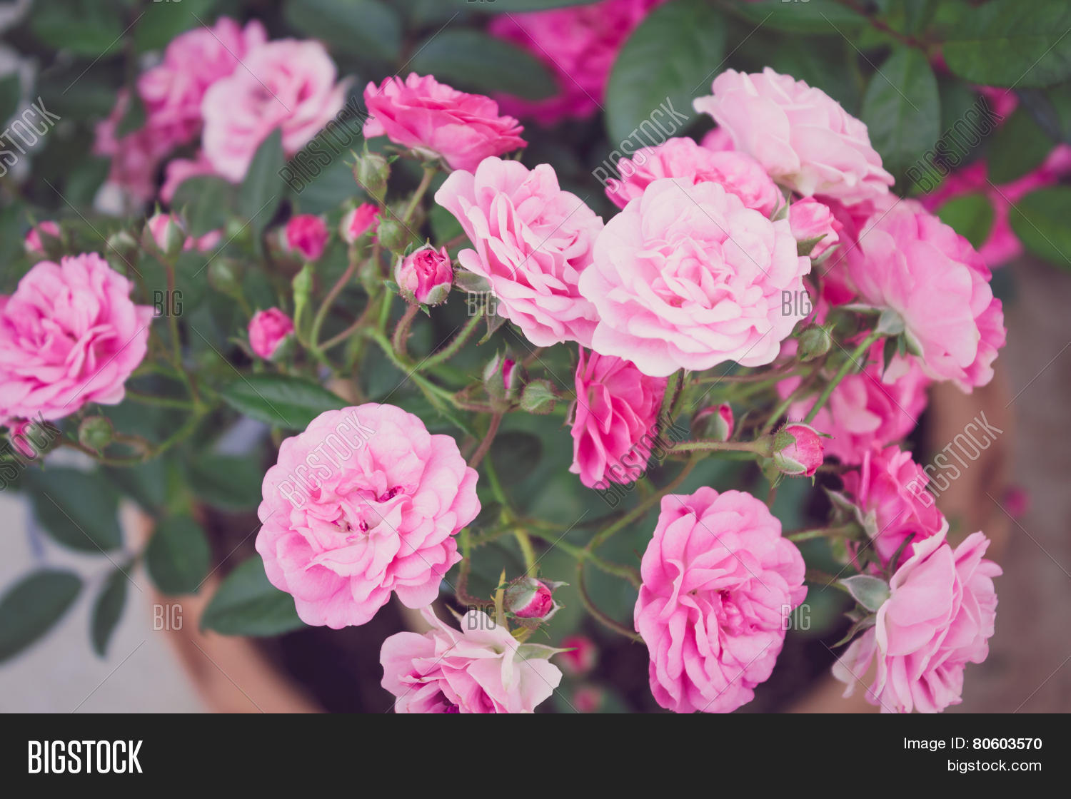 Pink Fairy Rose Image & Photo (Free Trial) | Bigstock