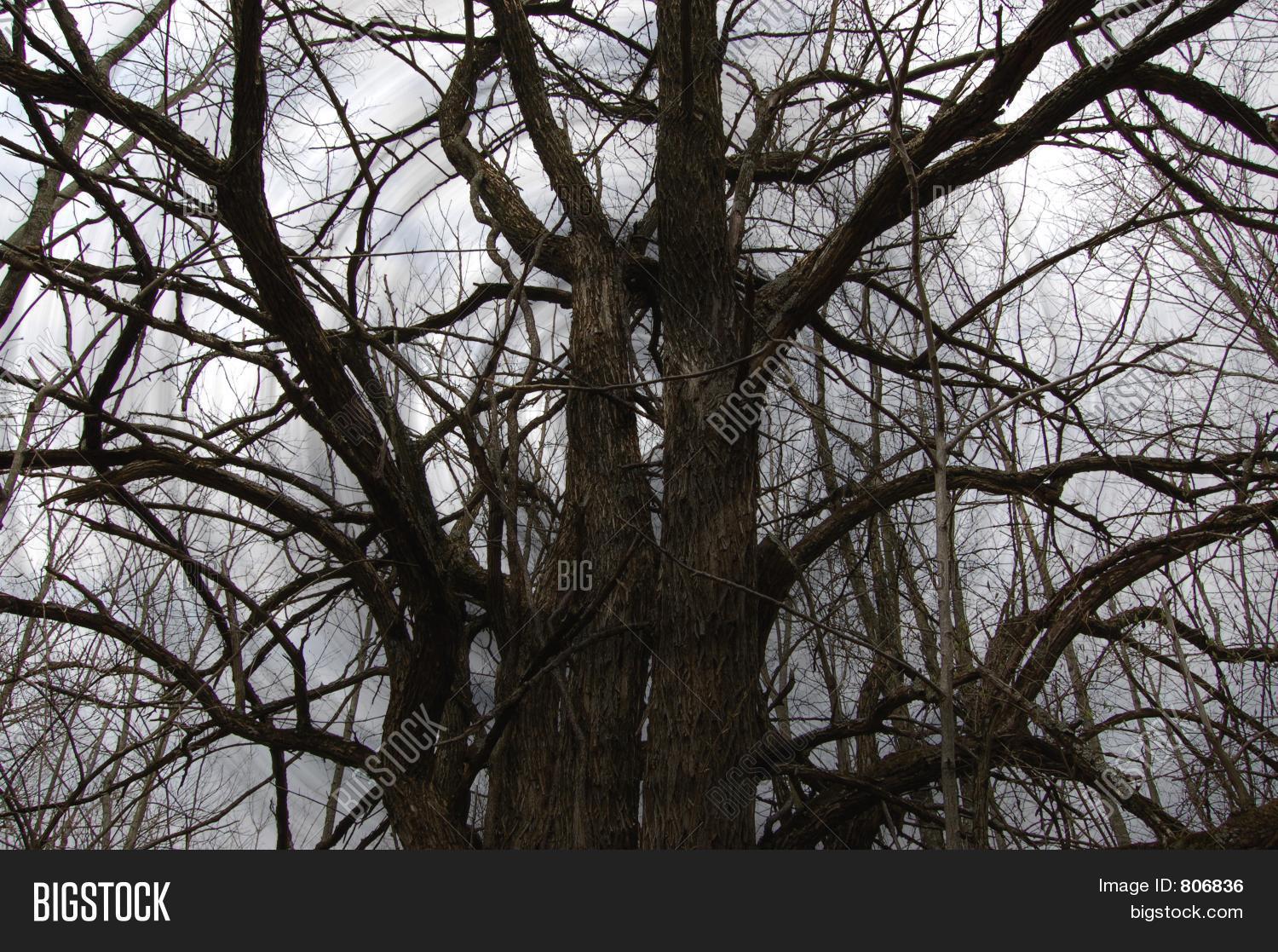 Scary Tree Image & Photo (Free Trial) | Bigstock