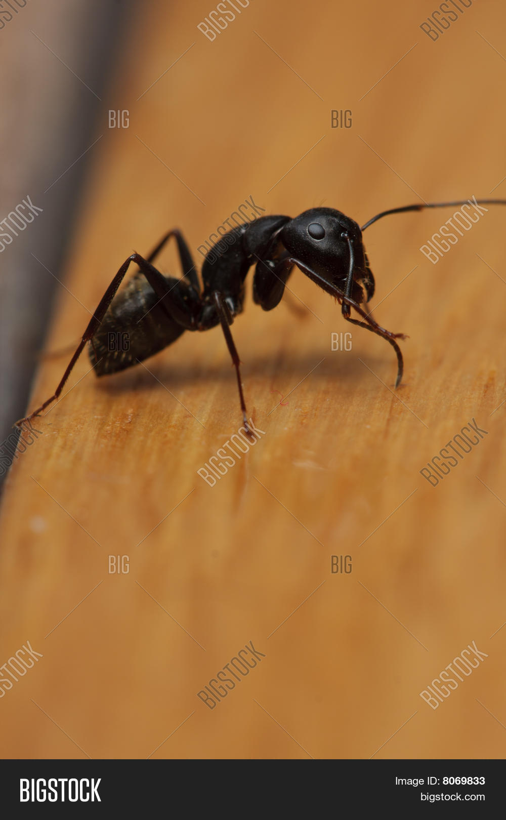 Carpenter Ant Image & Photo (Free Trial) | Bigstock