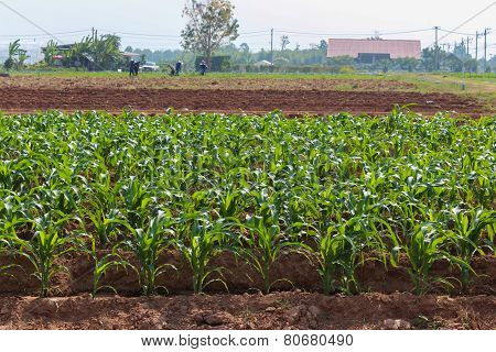 Maize Known Corn Large Image & Photo (Free Trial) | Bigstock