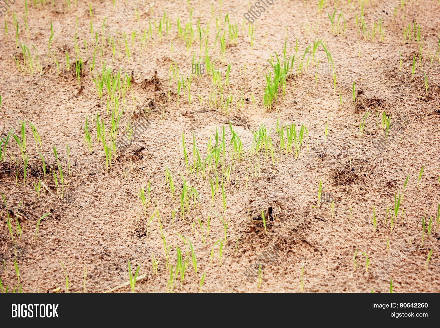 Seedlings Rice Seeds Image & Photo (Free Trial) | Bigstock