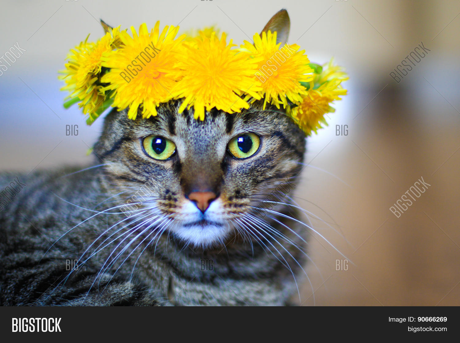Cat Flower Crown Image & Photo (Free Trial) | Bigstock