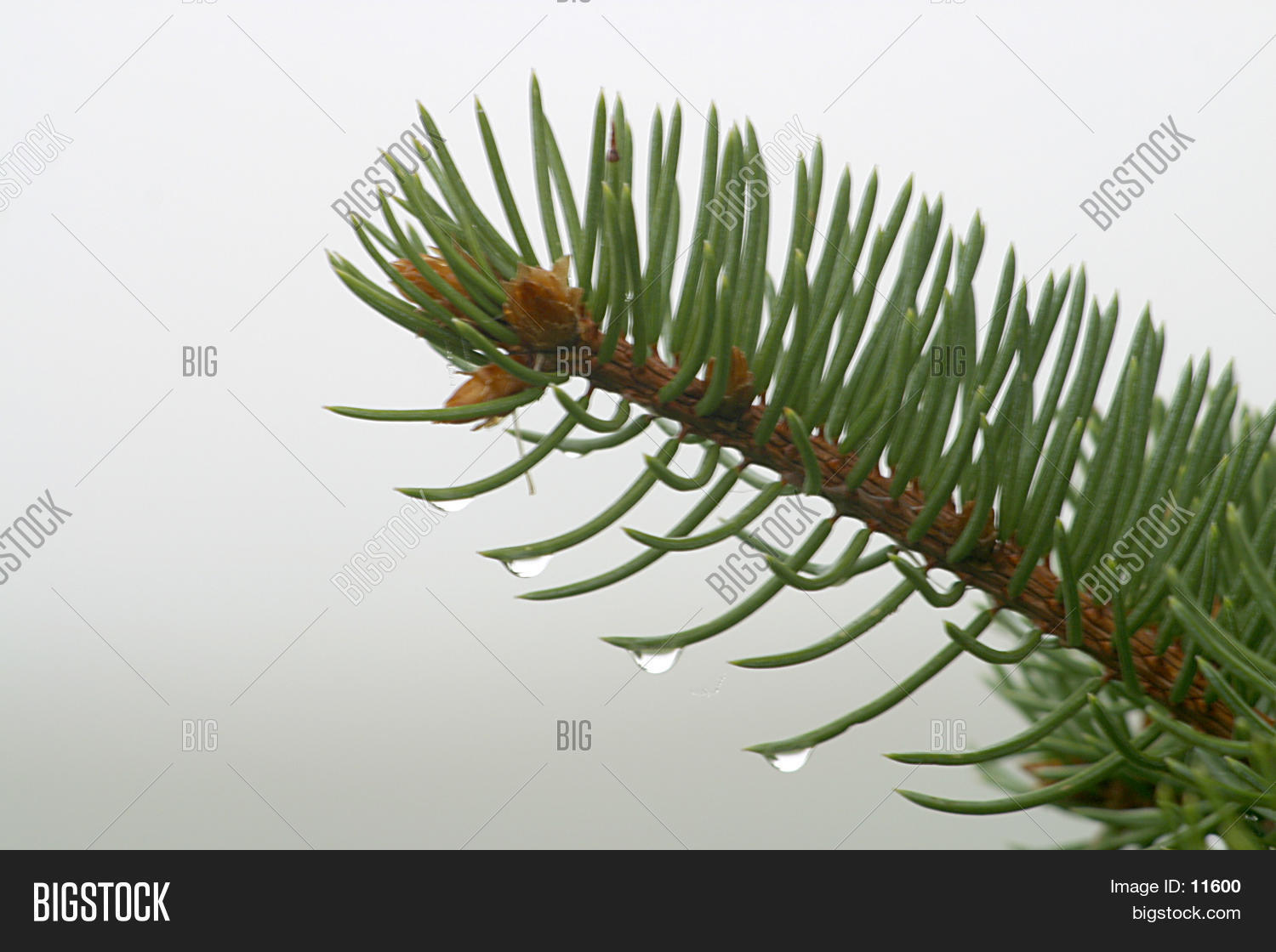 Pine Bow Image & Photo (Free Trial) | Bigstock