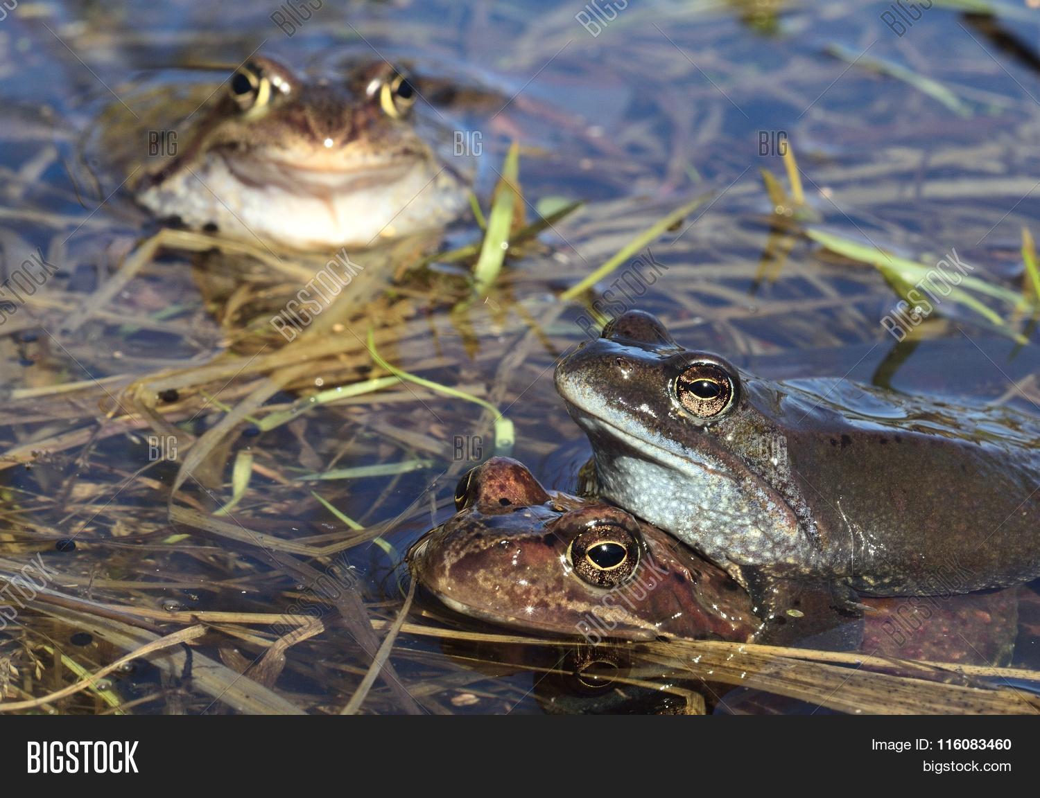 Copulation Common Frog Image & Photo (Free Trial) | Bigstock