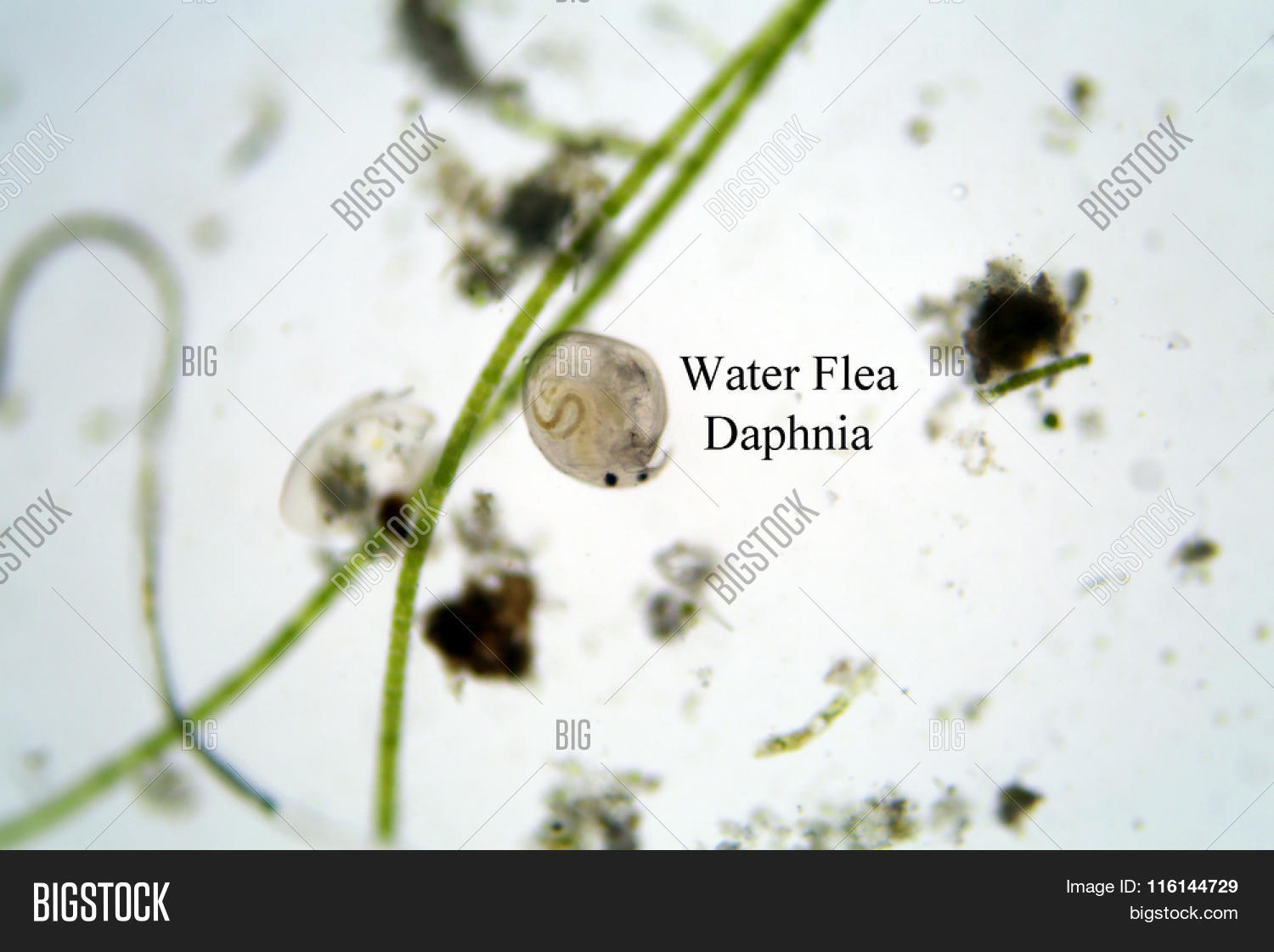 Microscopic Fresh Image & Photo (Free Trial) | Bigstock
