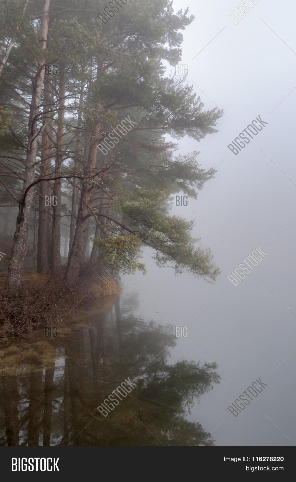 Imagen y foto Forest Reflections (prueba gratis) | Bigstock