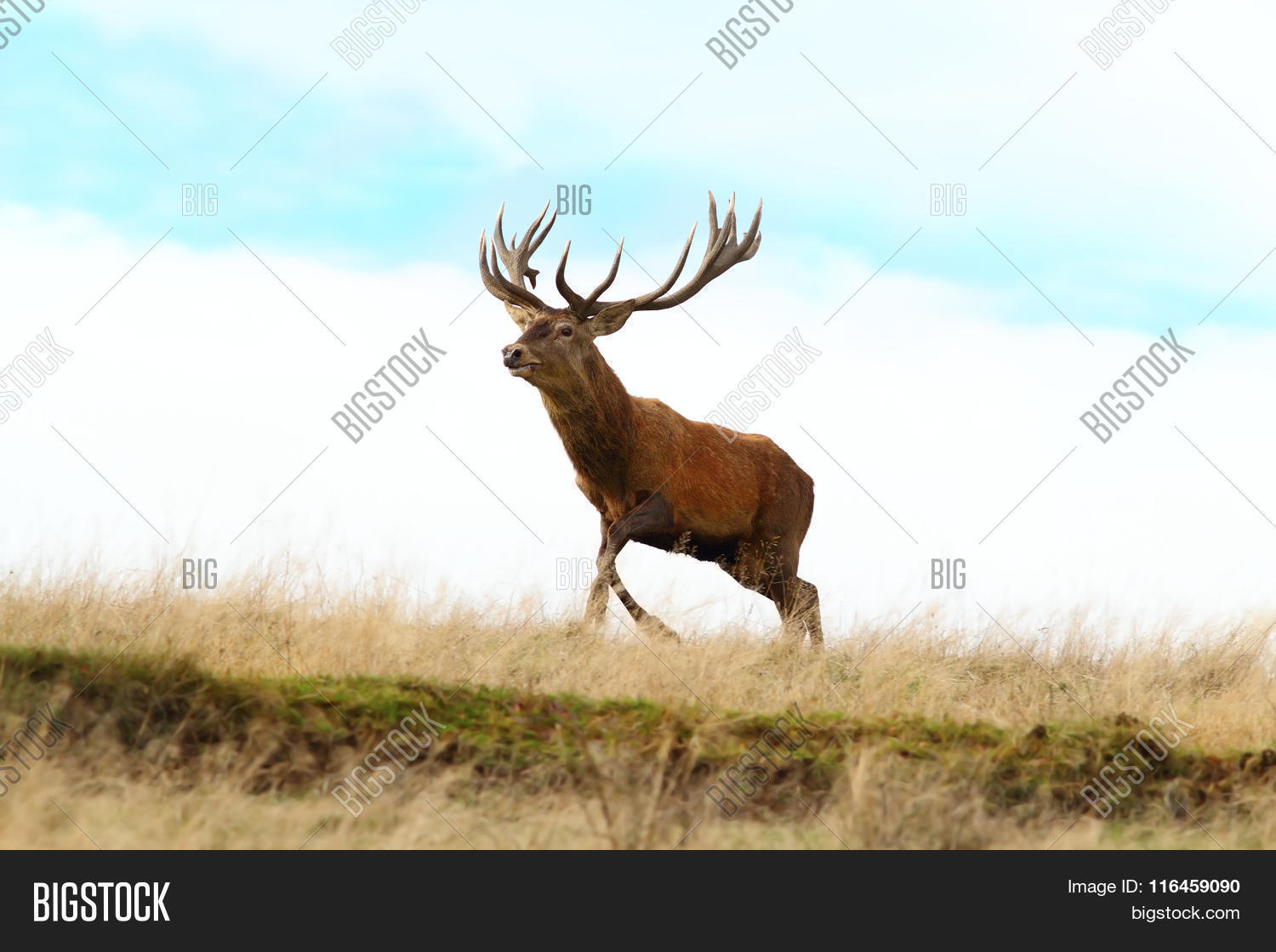Red Deer Buck Running Image & Photo (Free Trial) | Bigstock