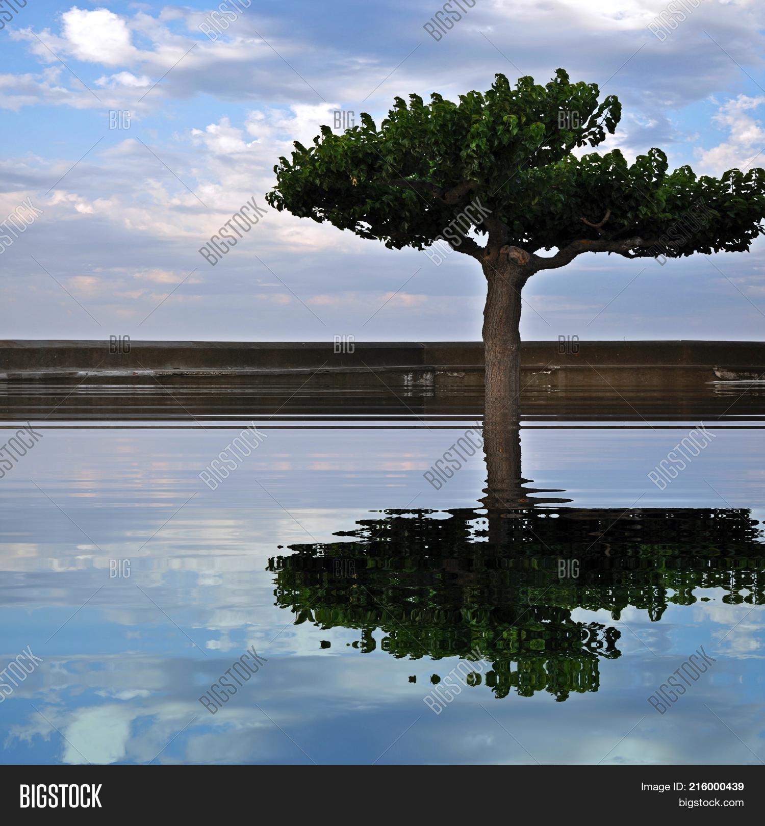 Tree Cloudy Sky Image & Photo (Free Trial) | Bigstock
