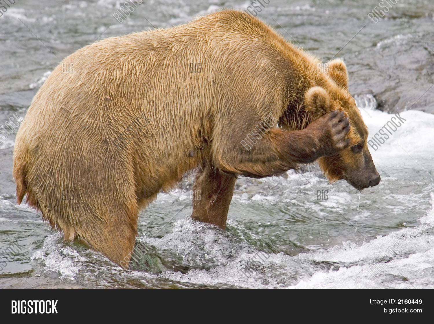 Bear Using Cell Phone Image & Photo (Free Trial) | Bigstock