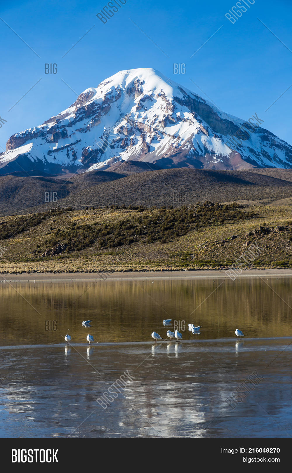 Sajama Volcano Lake Image & Photo (Free Trial) | Bigstock