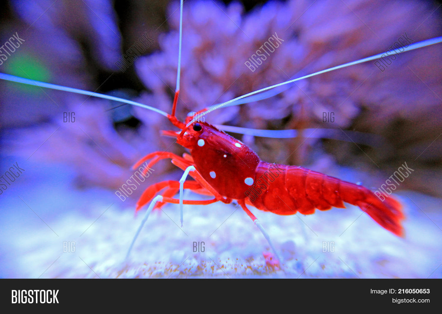 Red Fire Shrimp - Image & Photo (Free Trial) | Bigstock