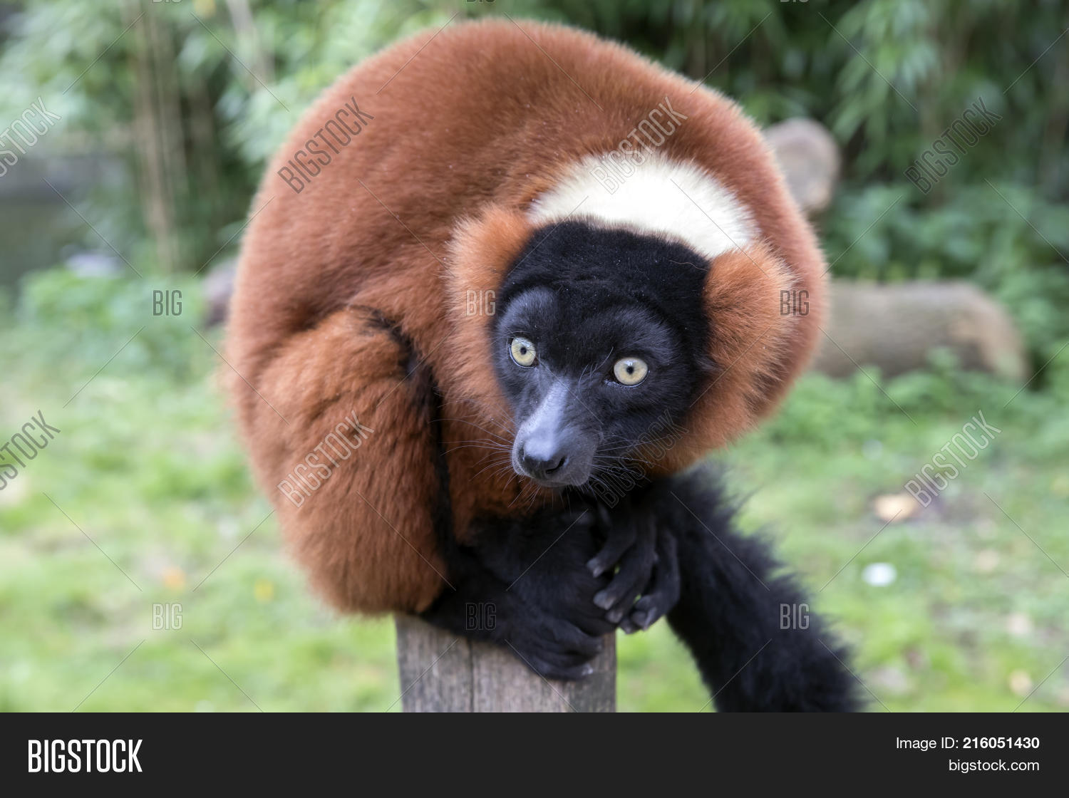 Cute Red Ruffed Lemur Image & Photo (Free Trial) | Bigstock