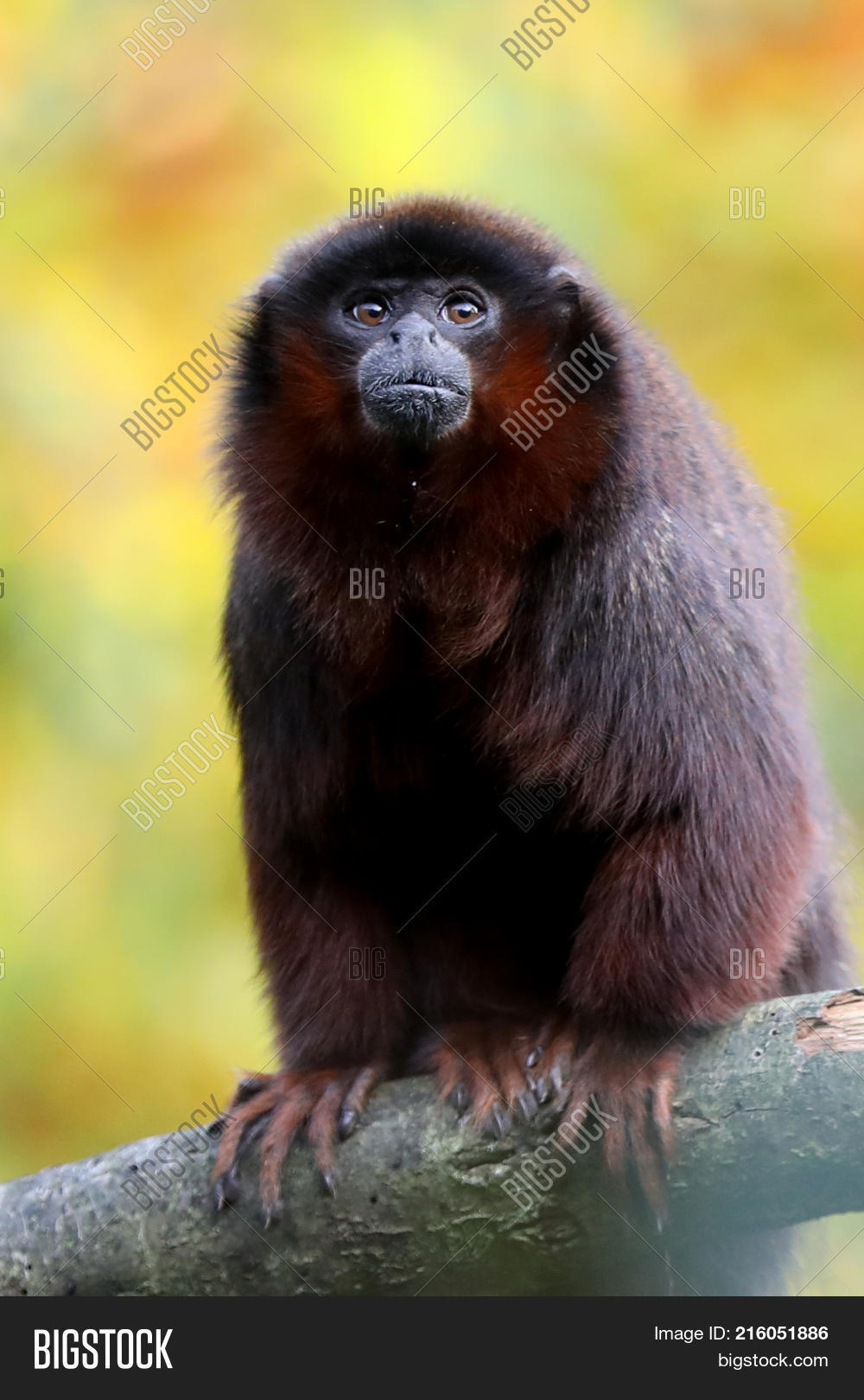 Red Titi On Branch Image & Photo (Free Trial) | Bigstock