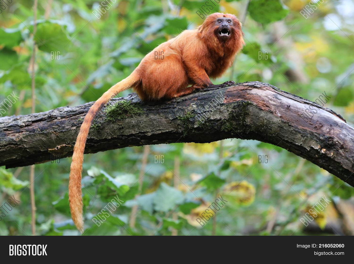 Golden Lion Tamarin Image & Photo (Free Trial) | Bigstock