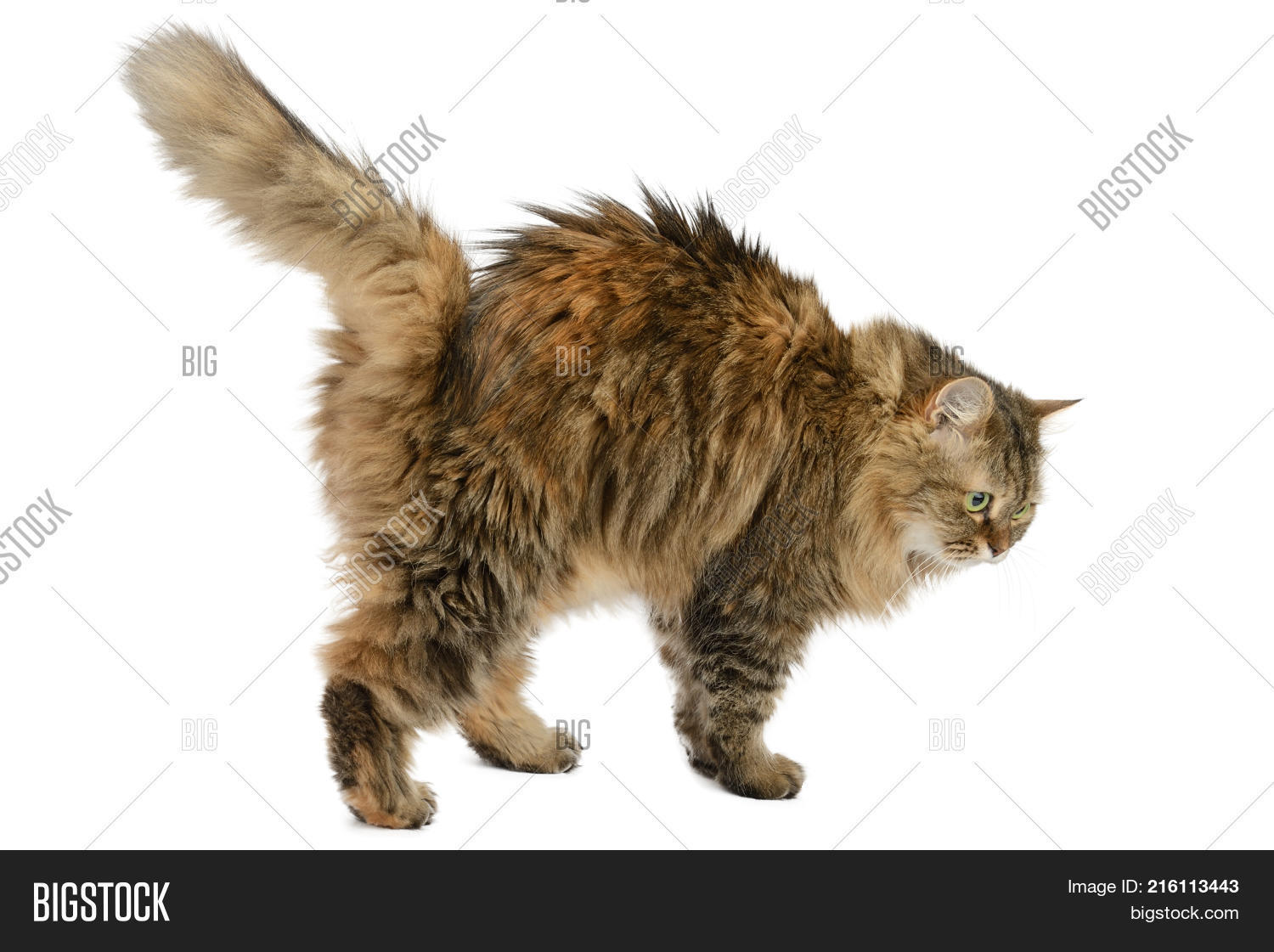 Fluffy Angry Cat Image & Photo (Free Trial) | Bigstock