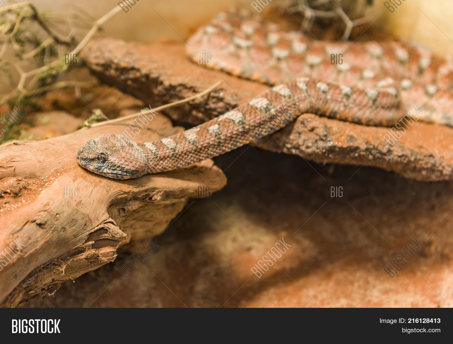 Malayan Pit Viper Image & Photo (Free Trial) | Bigstock