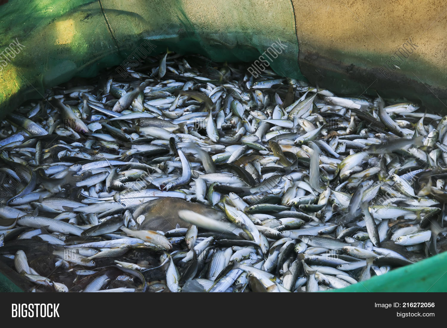 Fishing Net Countless Image & Photo (Free Trial) | Bigstock