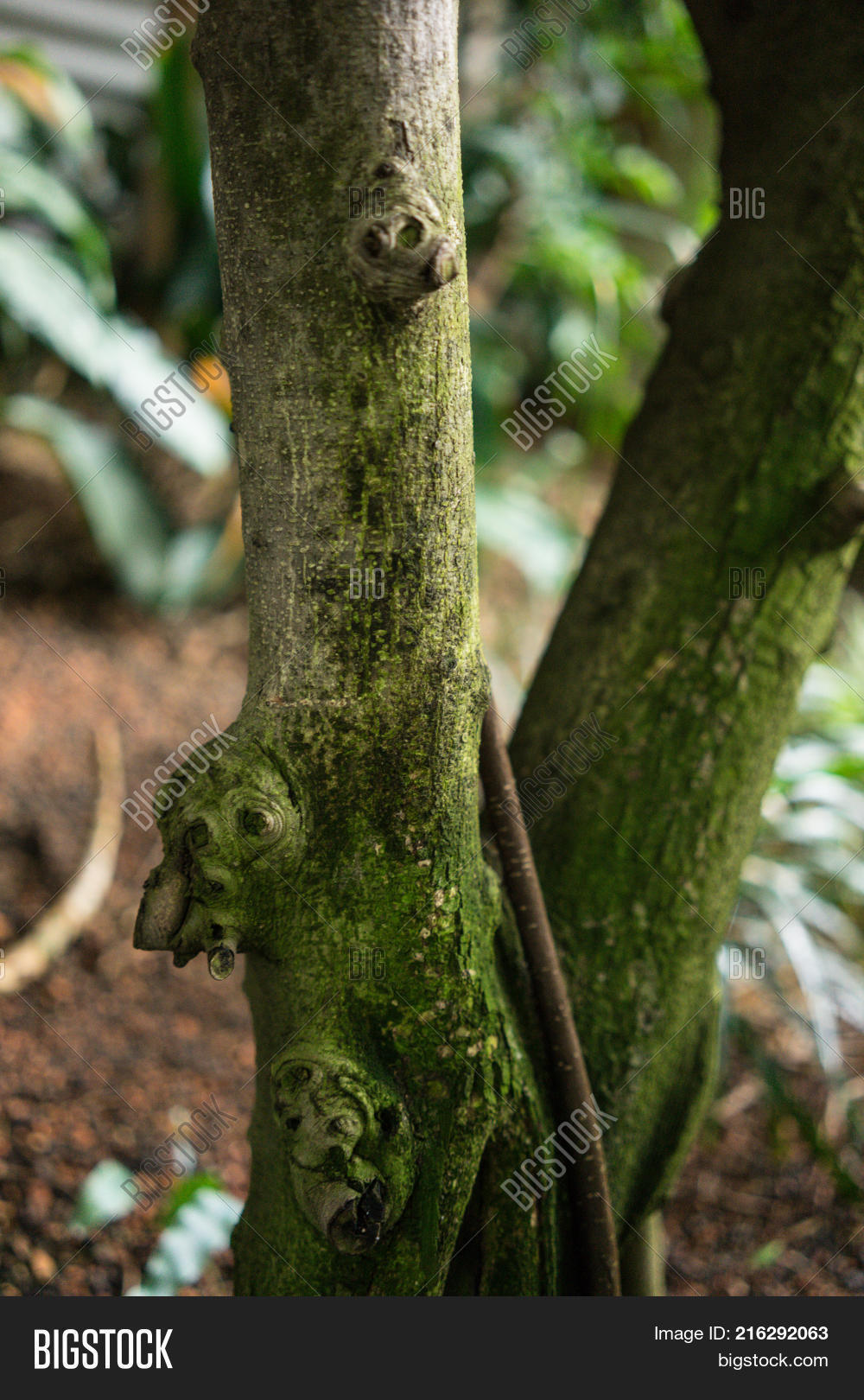 Tree Trunk Laurel Fig Image & Photo (Free Trial) | Bigstock