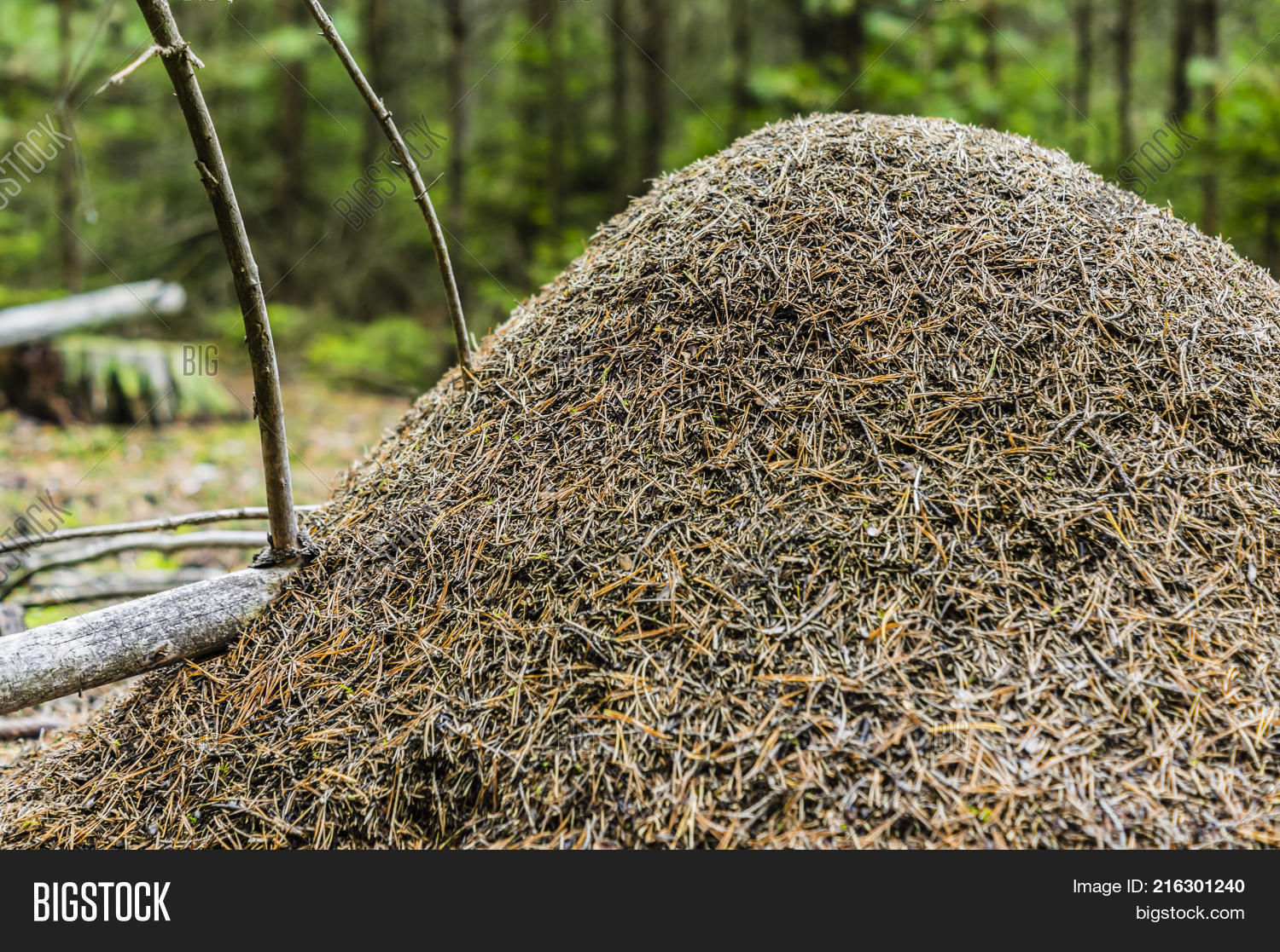 Big Anthill Branch Image & Photo (Free Trial) | Bigstock
