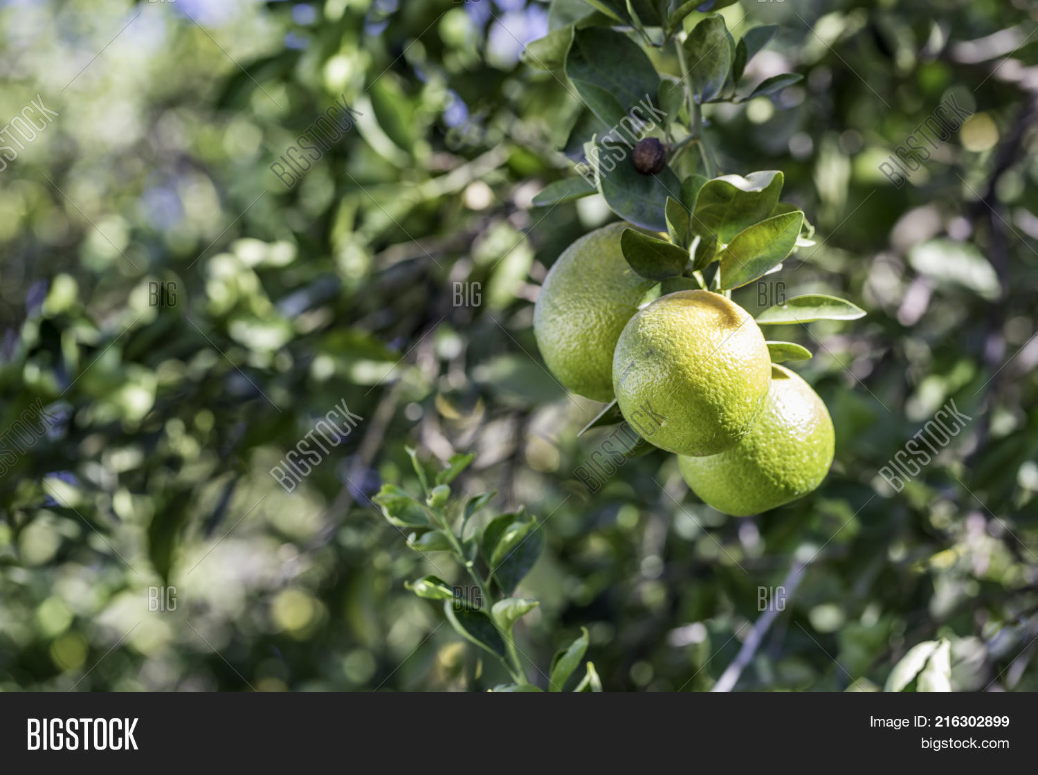 Not Ripened Oranges Image & Photo (Free Trial) | Bigstock