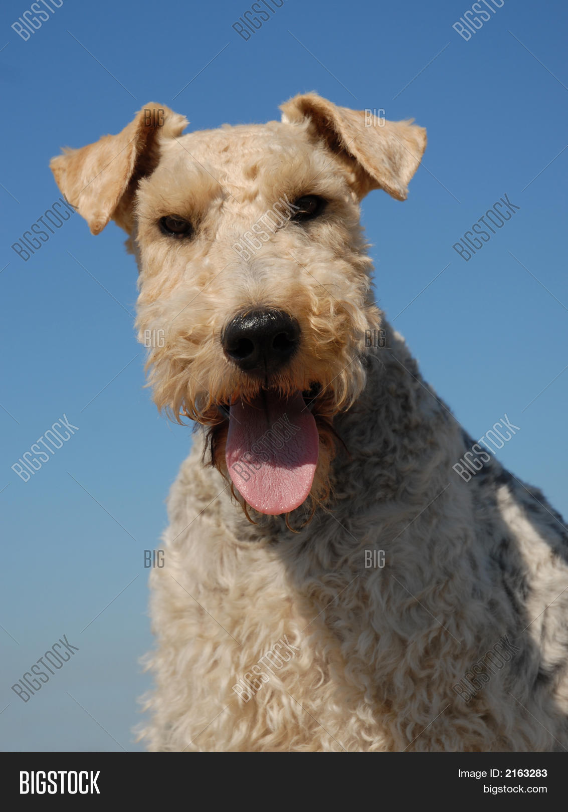 Fox Terrier Image & Photo (Free Trial) | Bigstock