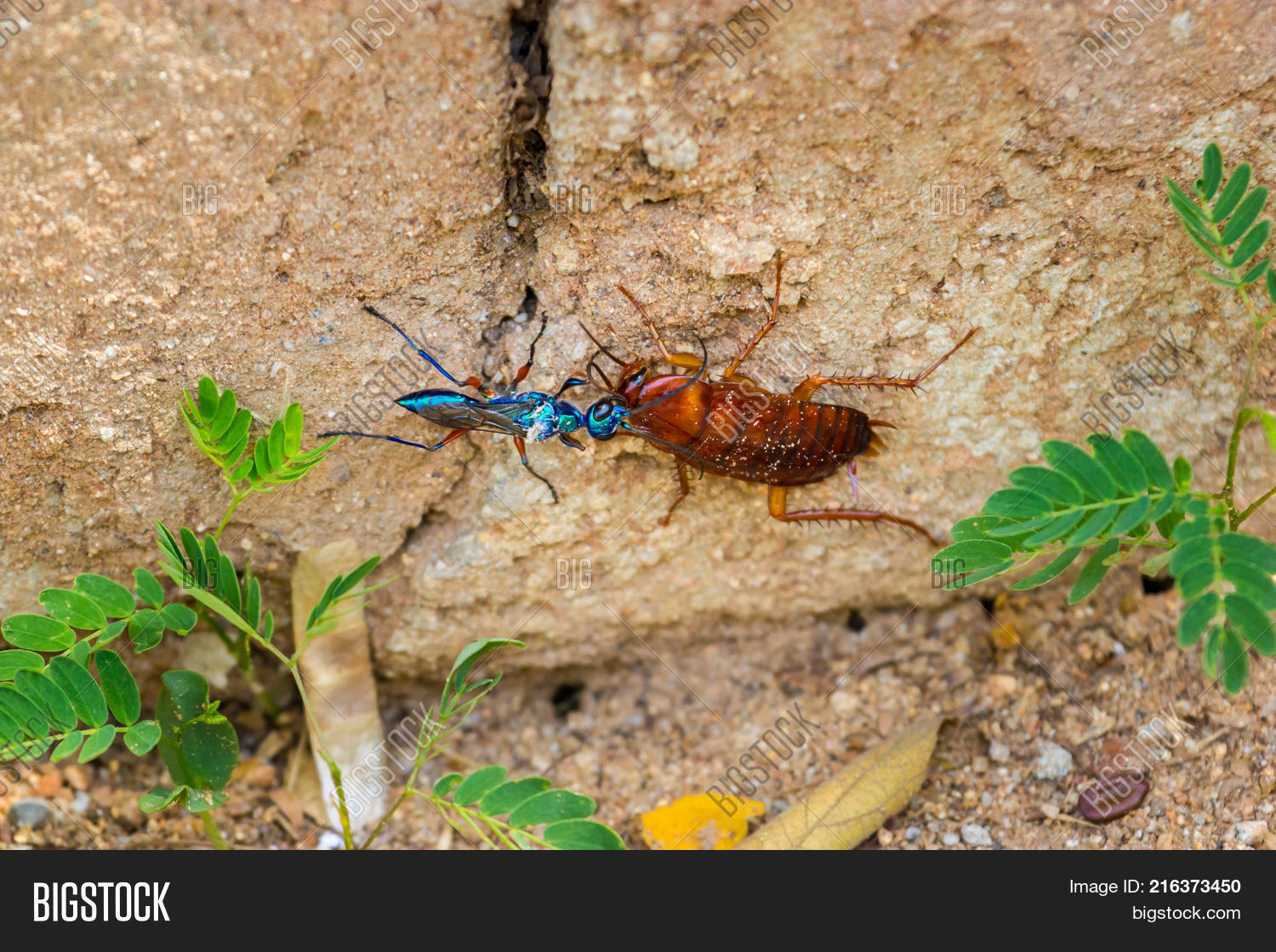 Emerald Cockroach Wasp Image & Photo (Free Trial) | Bigstock
