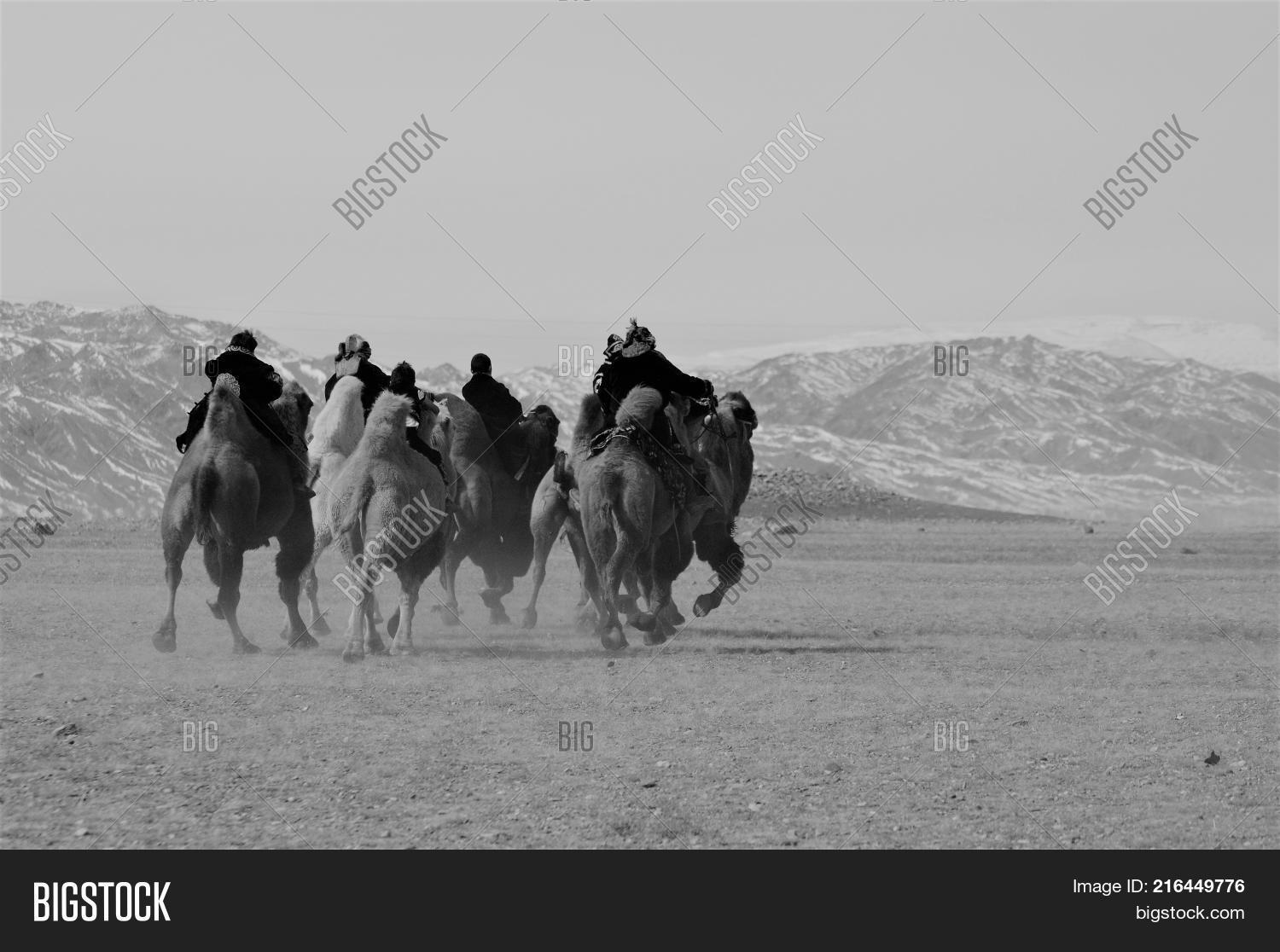 Camel Race Competition Image & Photo (Free Trial) | Bigstock