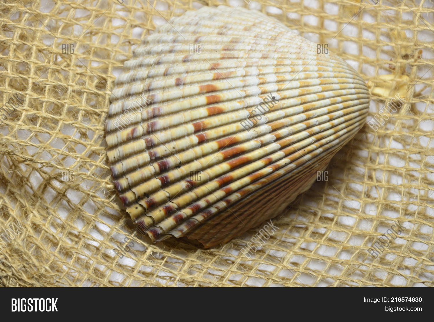 Large Sea Shell On Image & Photo (Free Trial) | Bigstock
