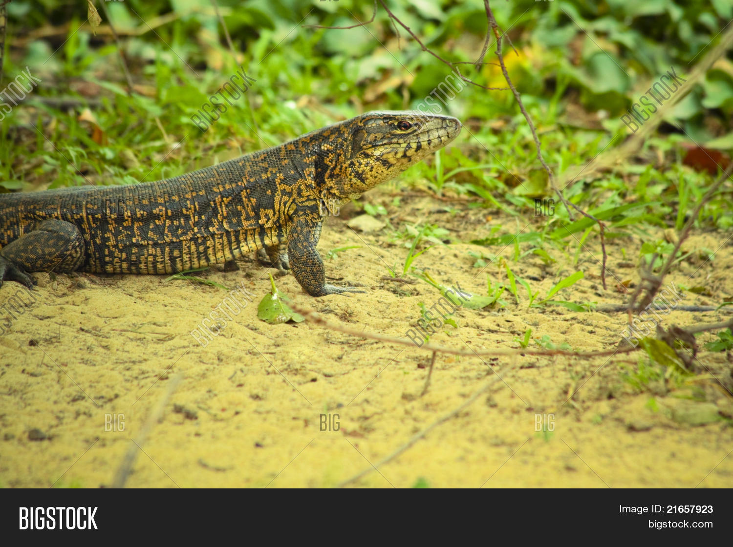 Tegu Lizard Image & Photo (Free Trial) | Bigstock