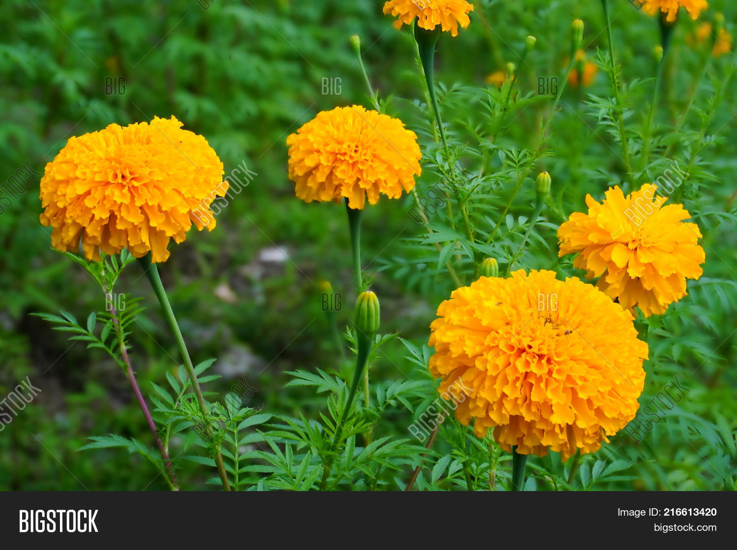 Bright Yellow Marigold Image & Photo (Free Trial) | Bigstock
