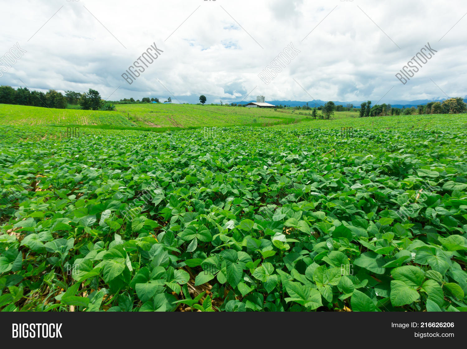 Mung Bean Cultivation Image & Photo (Free Trial) | Bigstock