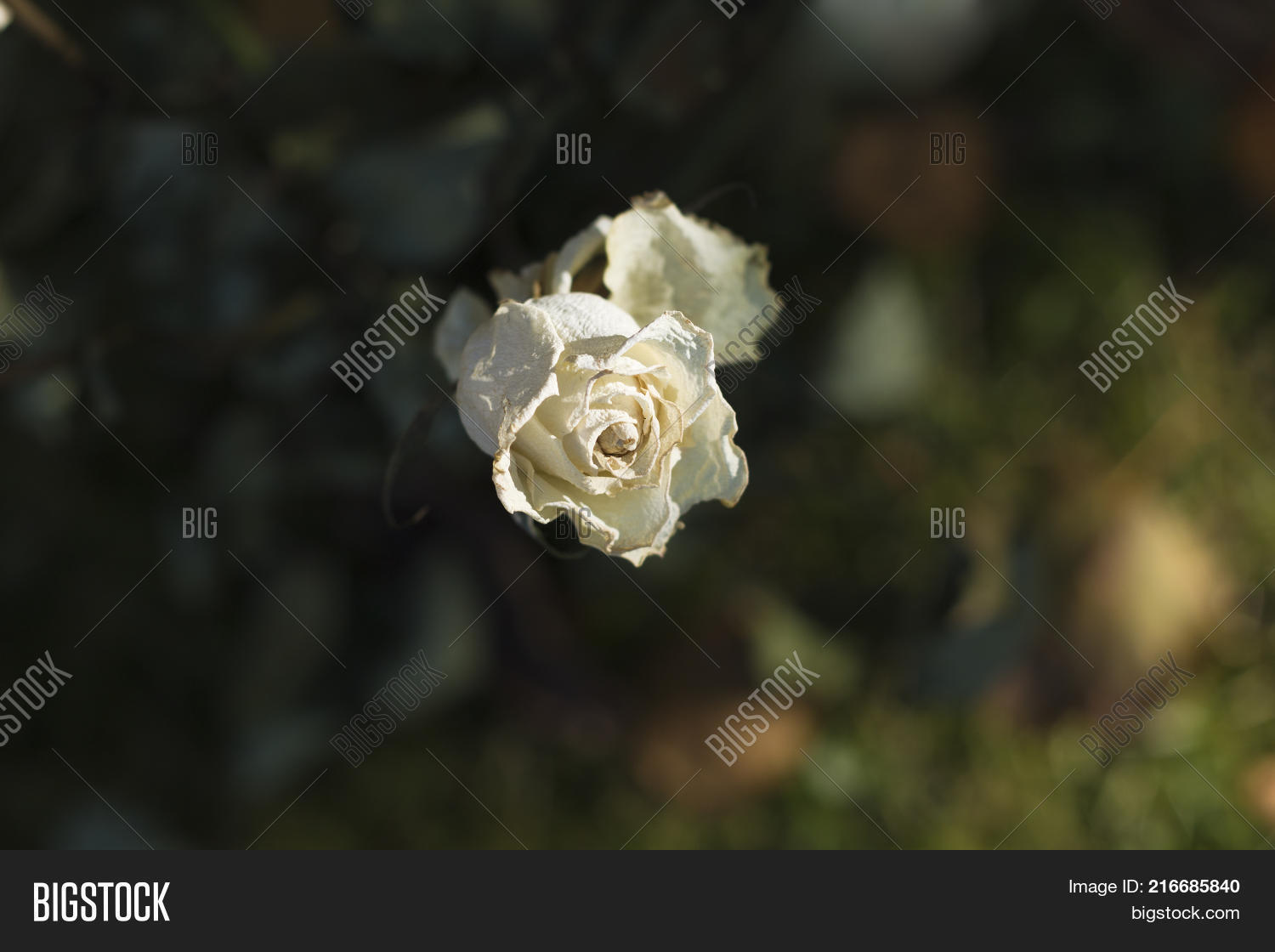 Picked White Roses' Image & Photo (Free Trial) | Bigstock
