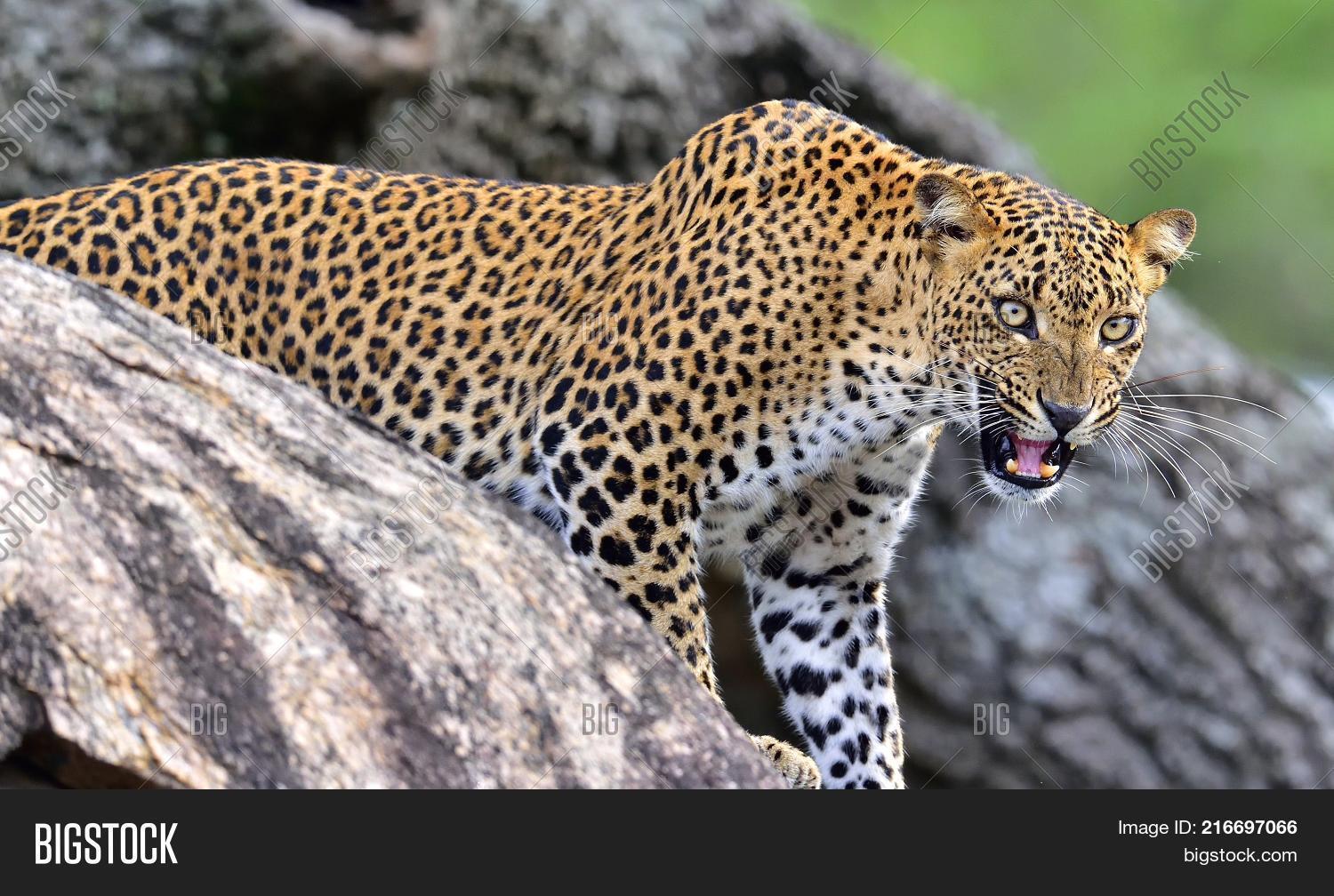Leopard Roaring. Image & Photo (Free Trial) | Bigstock