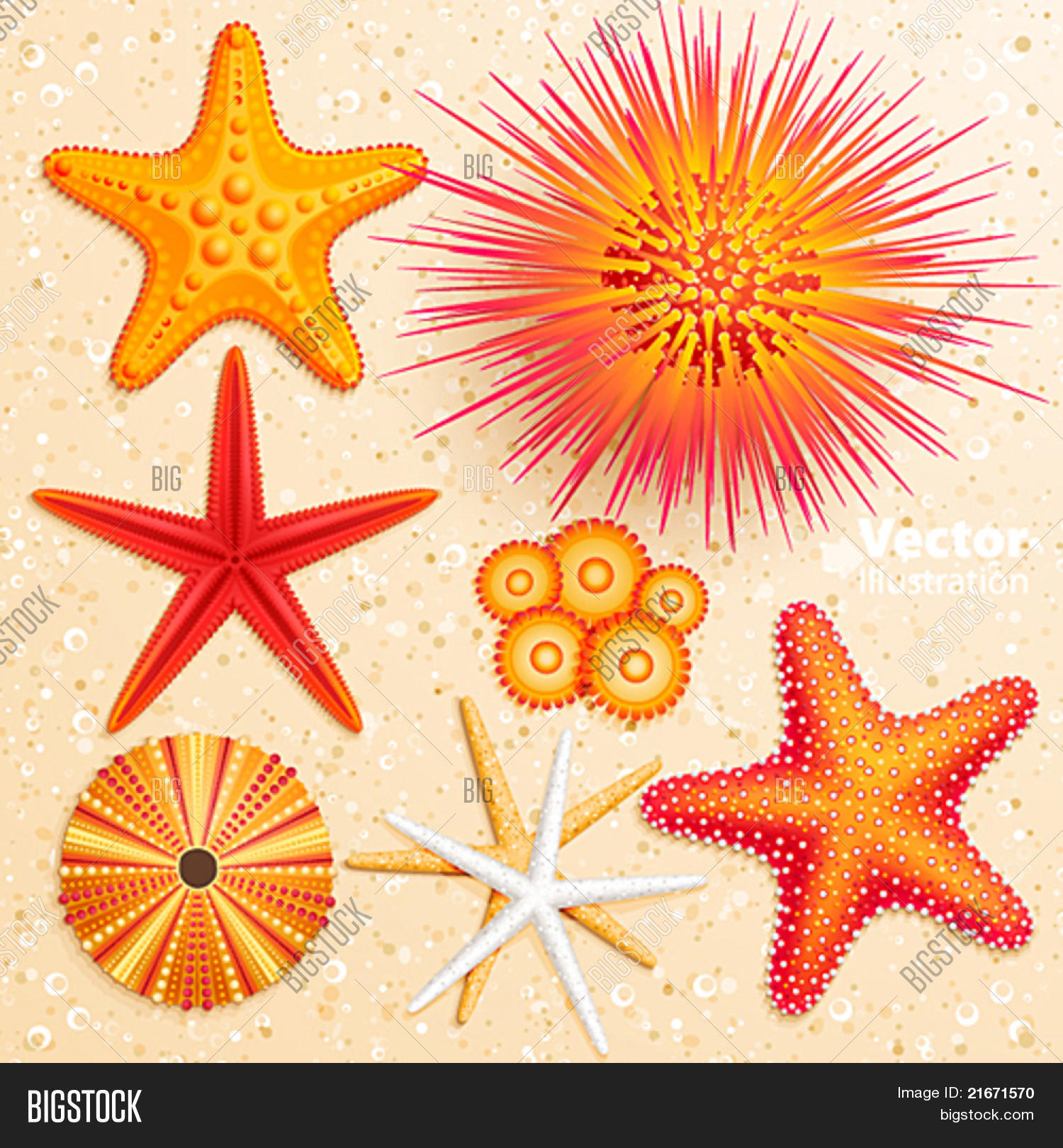 Starfish Sea Urchins Vector & Photo (Free Trial) | Bigstock