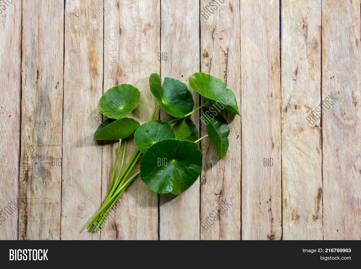 Centella Asiatica On Image & Photo (Free Trial) | Bigstock