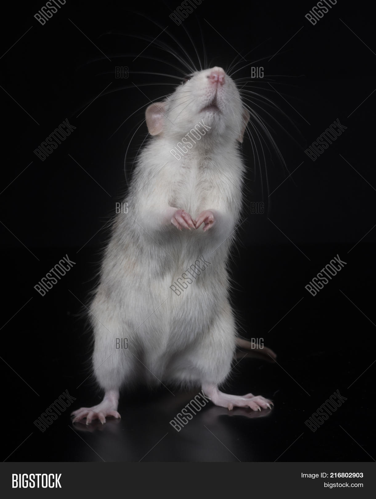 Young Rat Front Black Image & Photo (Free Trial) | Bigstock