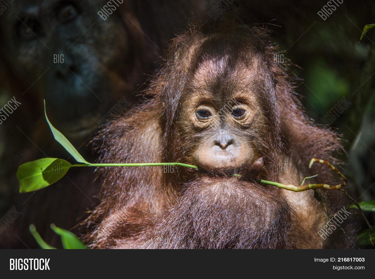 Baby Orangutan (pongo Image & Photo (Free Trial) | Bigstock