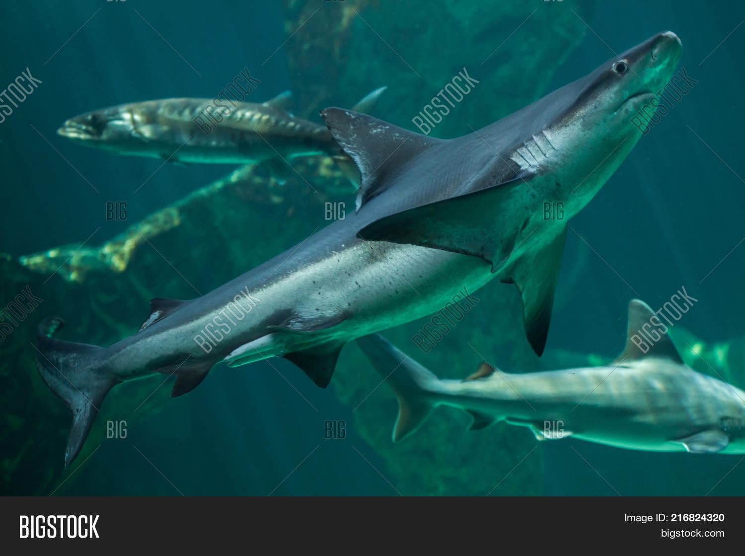 Sandbar Shark ( Image & Photo (Free Trial) | Bigstock