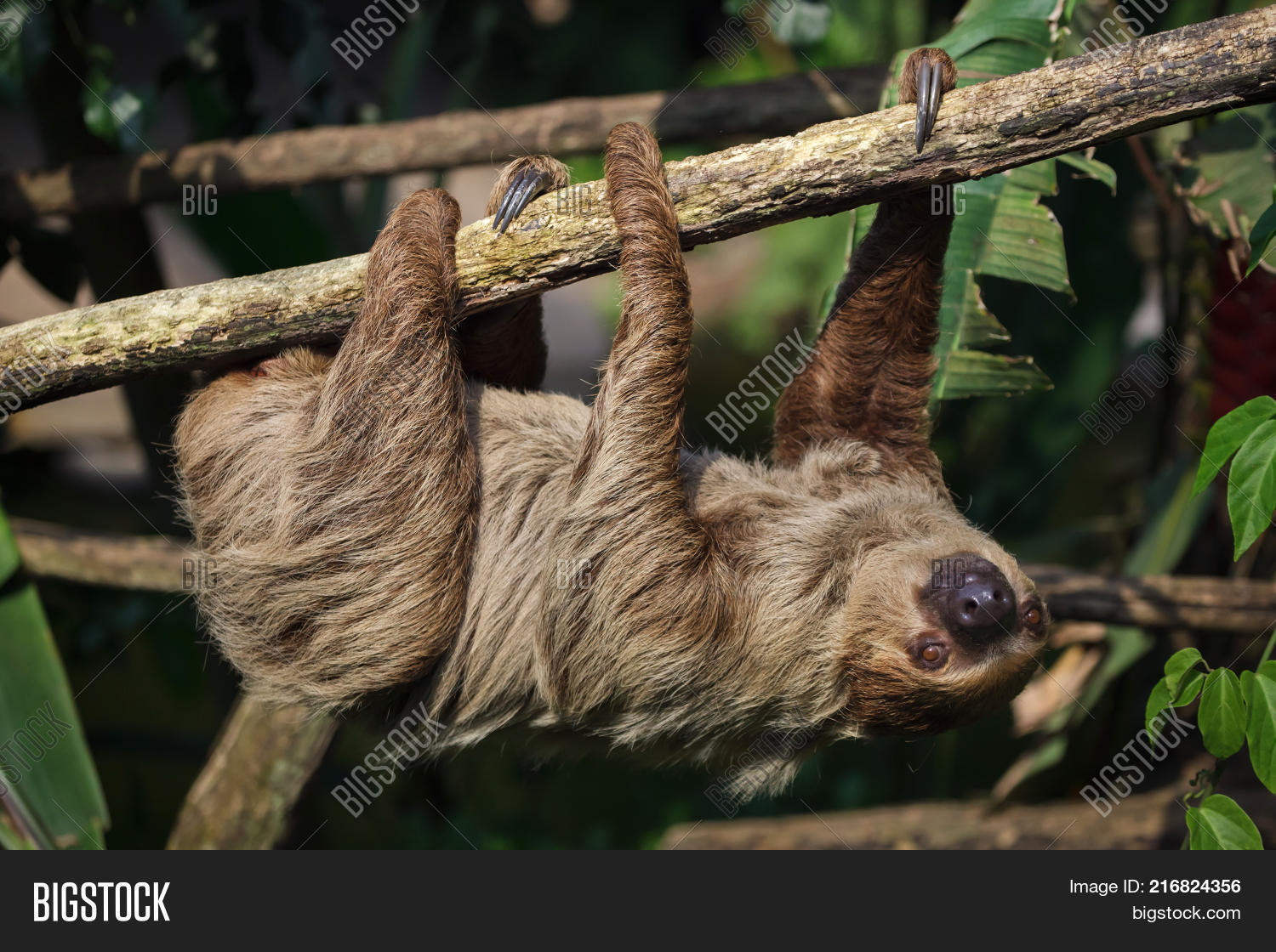 Linnaeus's Two-toed Image & Photo (Free Trial) | Bigstock