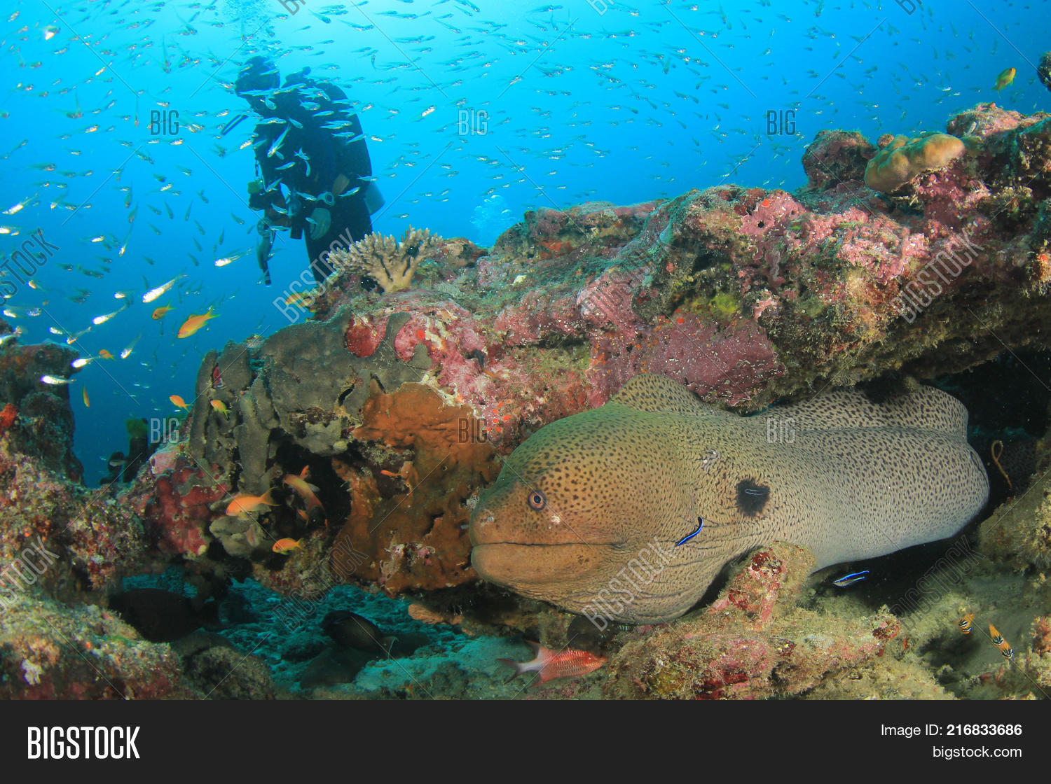 Giant Moray Eel Scuba Image & Photo (Free Trial) | Bigstock