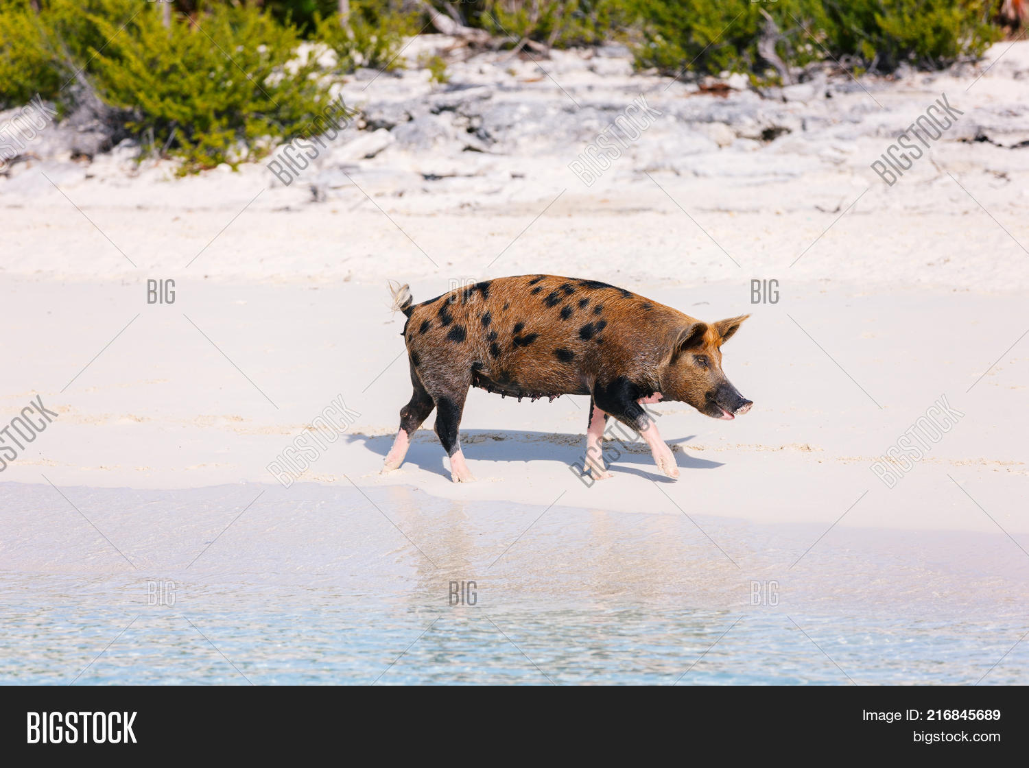 Pig Tropical Beach On Image & Photo (Free Trial) | Bigstock