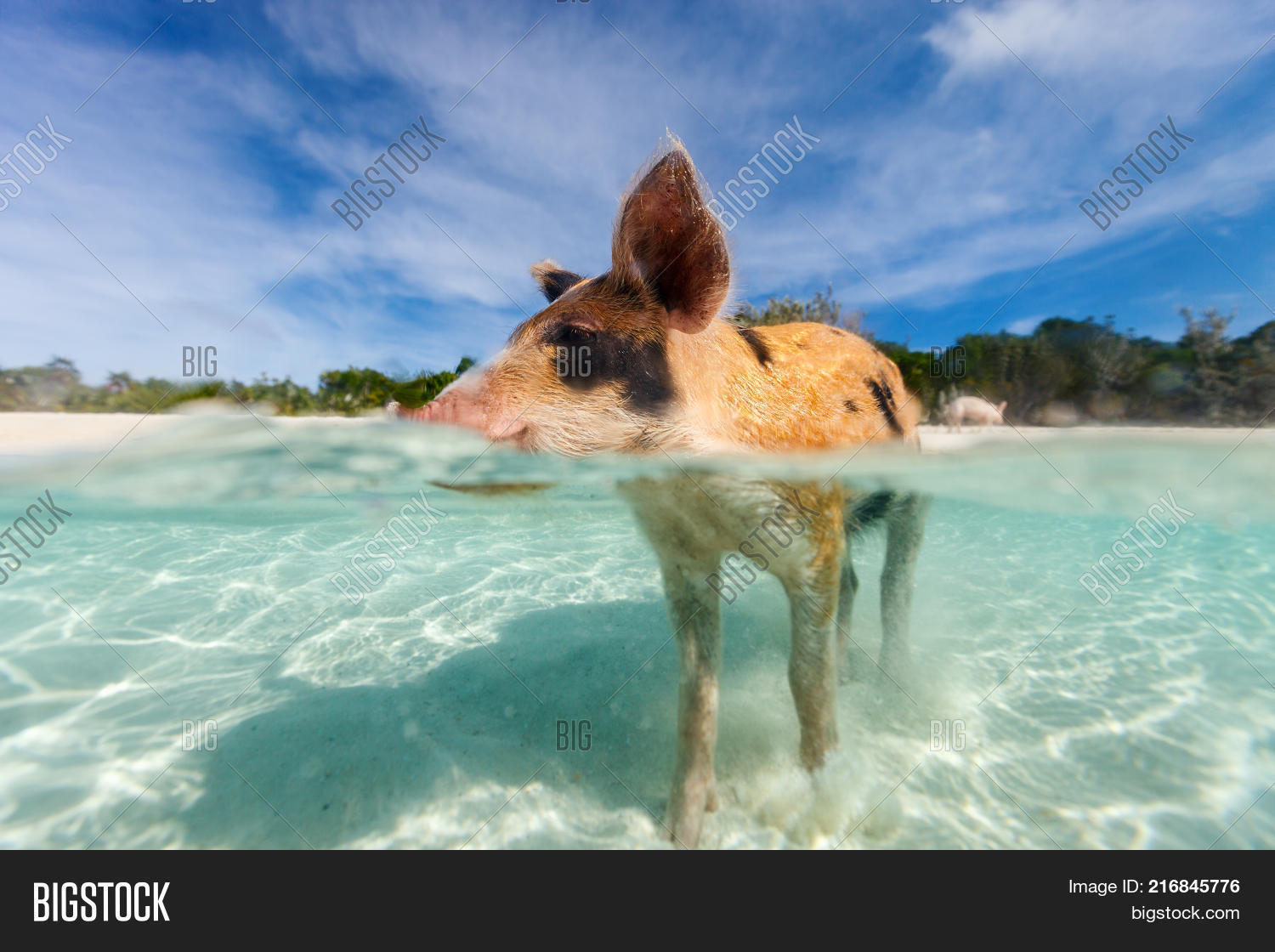Little Piglet Water Image & Photo (Free Trial) | Bigstock
