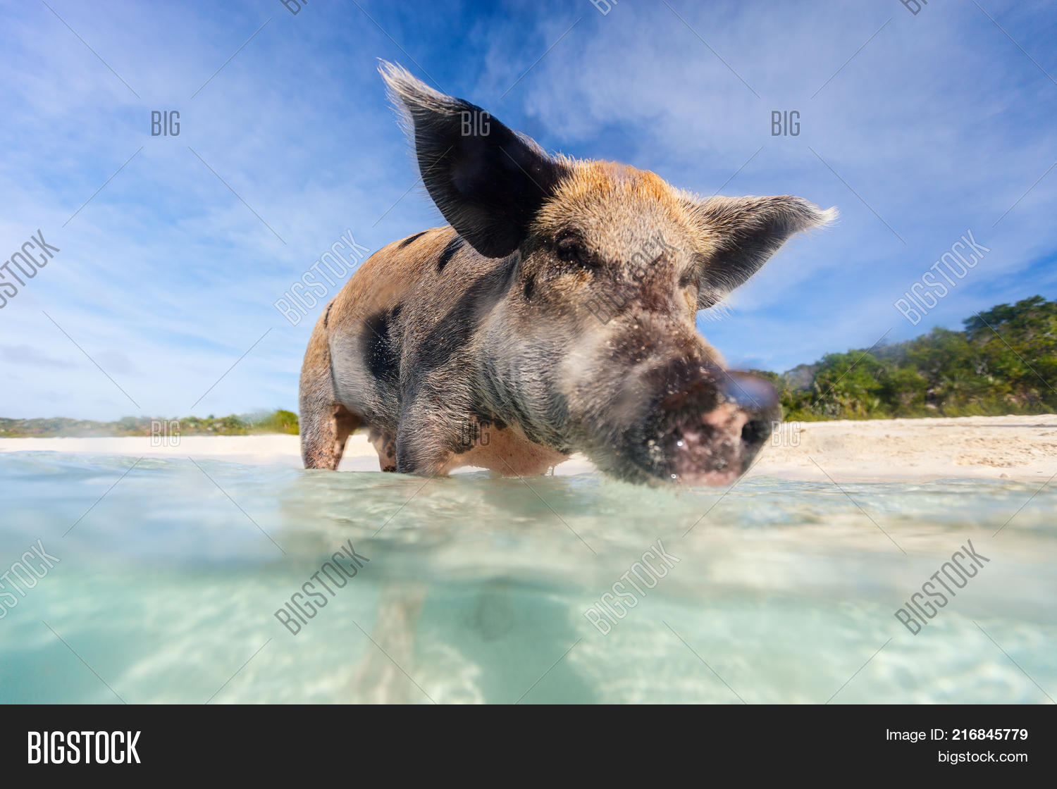 Swimming Pig Water Image & Photo (Free Trial) | Bigstock