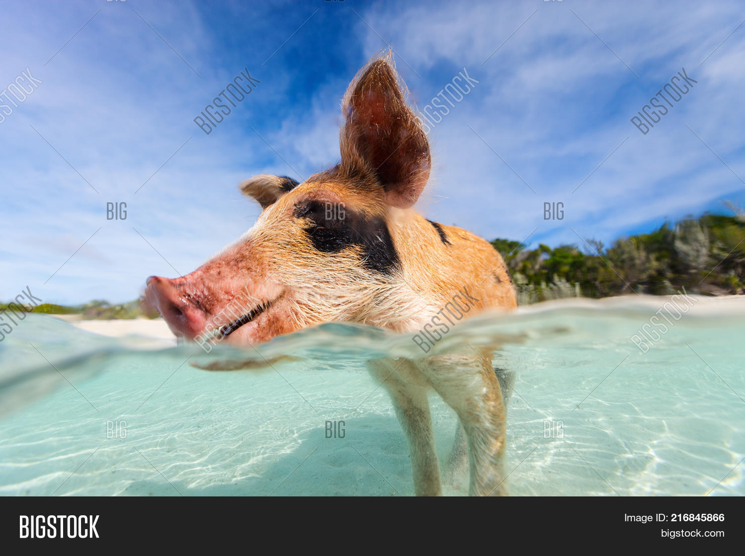 Little Piglet Water Image & Photo (Free Trial) | Bigstock